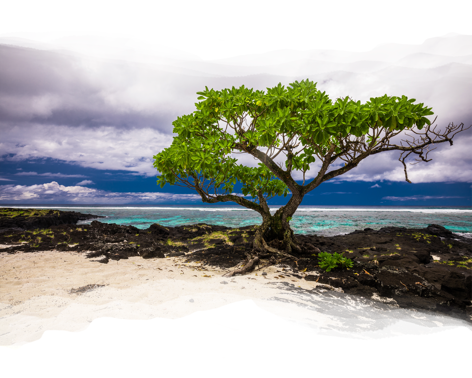 Dilo Oil - Lulas Fiji